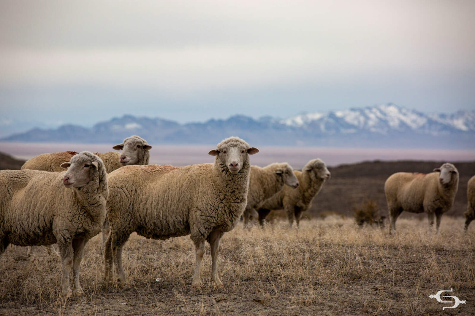 Despite Calls for Help, USTR Remains Silent ﻿on Sheep Petition - R-CALF USA