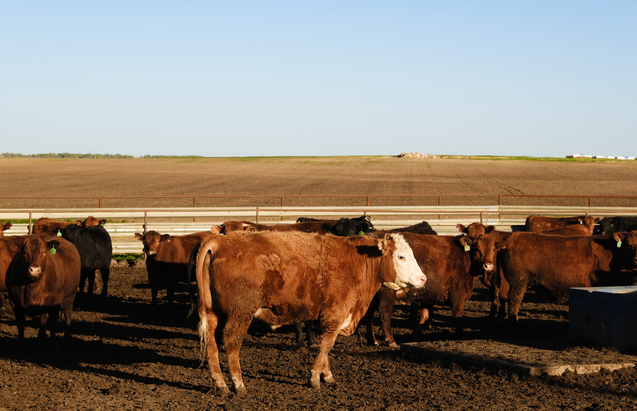 News Releases Archives - R-CALF USA